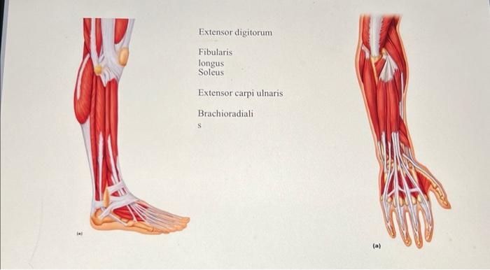 Extensor digitorum Fibularis longus Soleus Extensor | Chegg.com