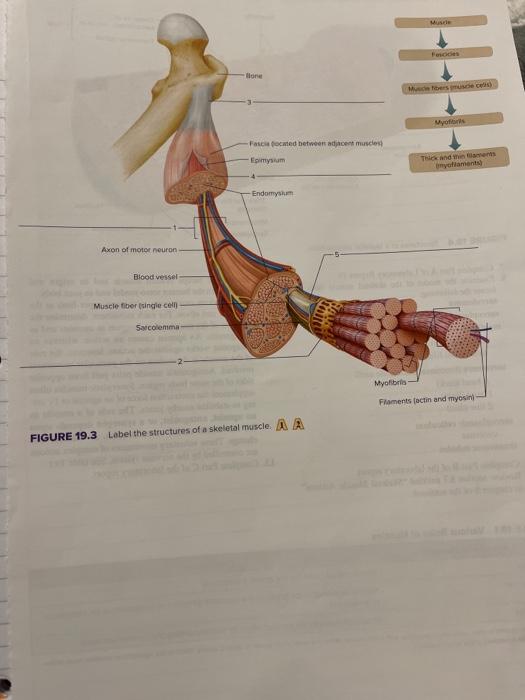 Solved Forces fone Fasce located between adjacent muscles | Chegg.com