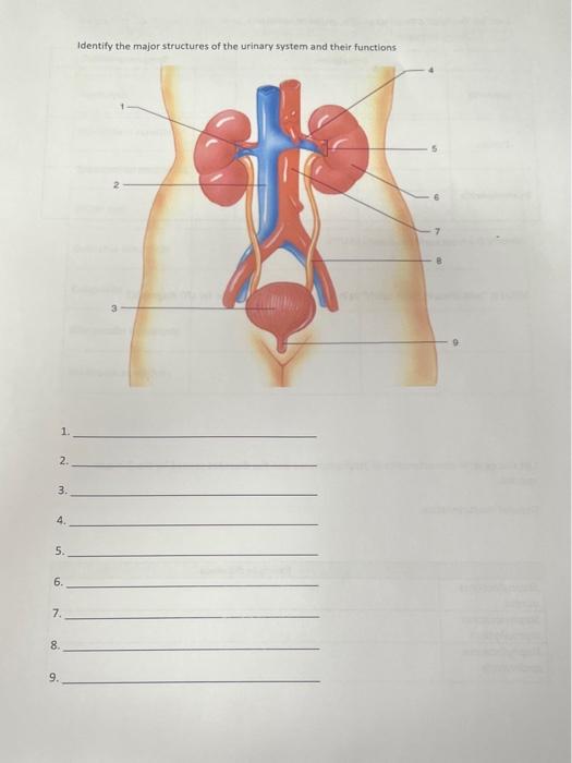 Solved Identify the major structures of the urinary system | Chegg.com