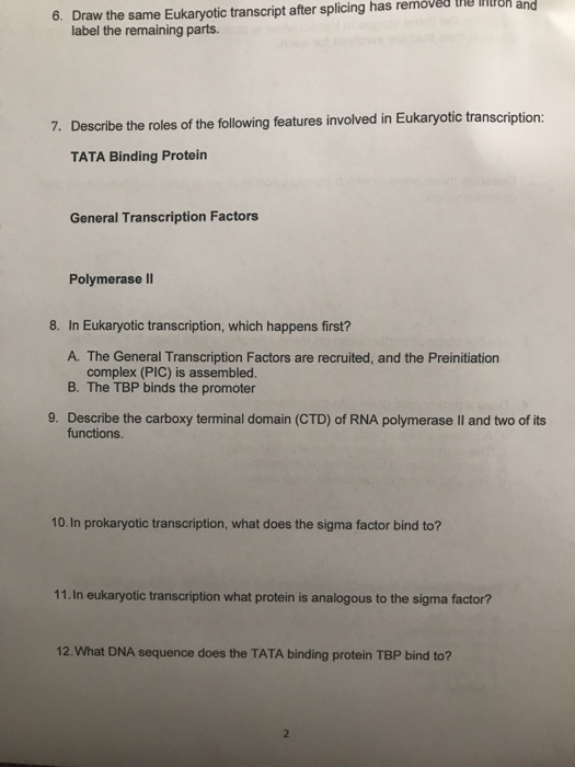 Solved on and 6. Draw the same Eukaryotic transcript after | Chegg.com
