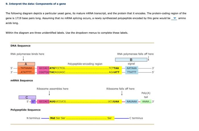 Solved 9. Interpret the data: Components of a gene The | Chegg.com