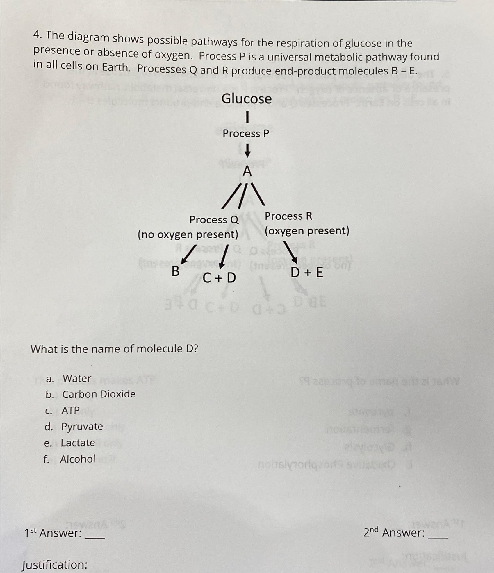 The diagram shows possible pathways for the | Chegg.com