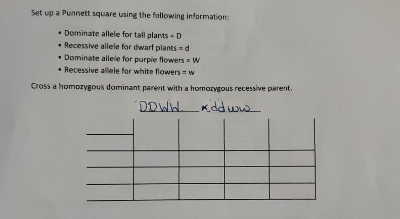 Solved Set up a Punnett square using the following | Chegg.com