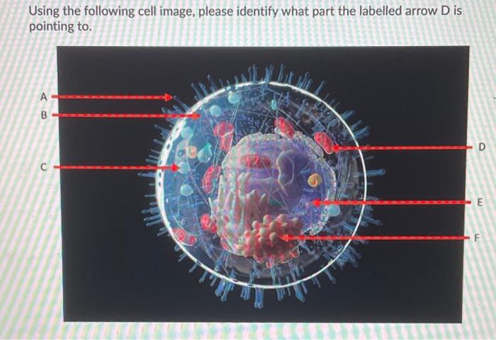 Solved Using the following cell image, please identify what | Chegg.com
