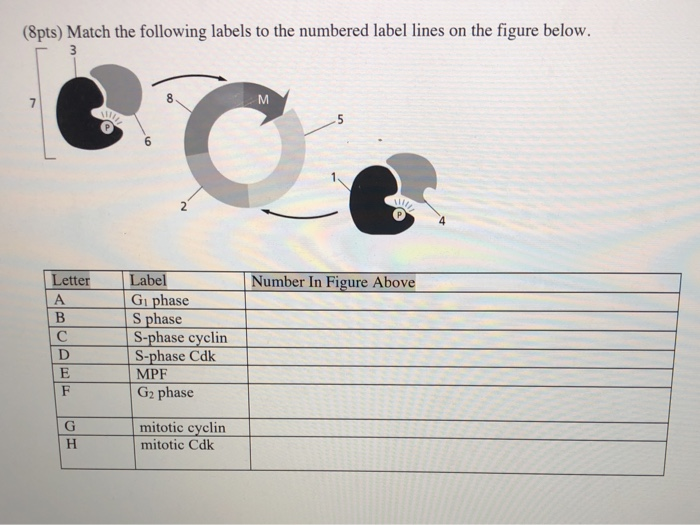 Solved (&pts) Match the following labels to the numbered | Chegg.com