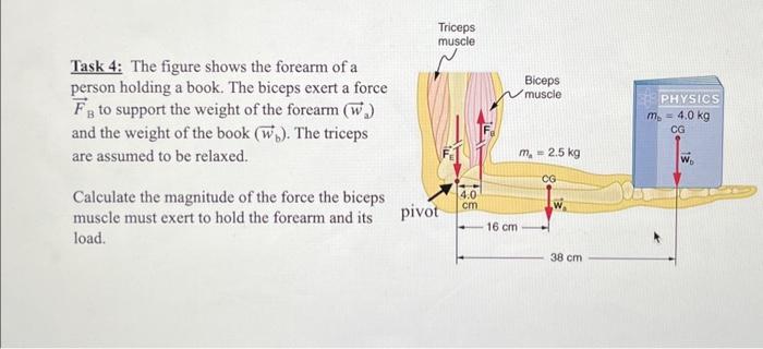 Solved The figure shows the forearm of a person holding a | Chegg.com