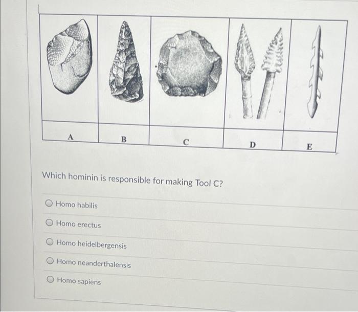 Homo Habilis Tools