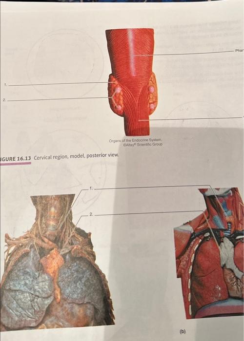 2. Organs of the Endocrine System, ©Altay Scientific | Chegg.com