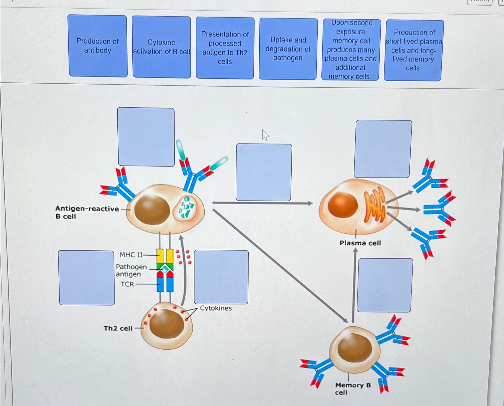 Solved Presentation of processed antigen to Th2 ﻿cellsUpon | Chegg.com