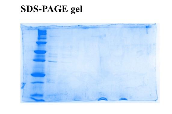 can anyone tell me how to read the sds page gel | Chegg.com