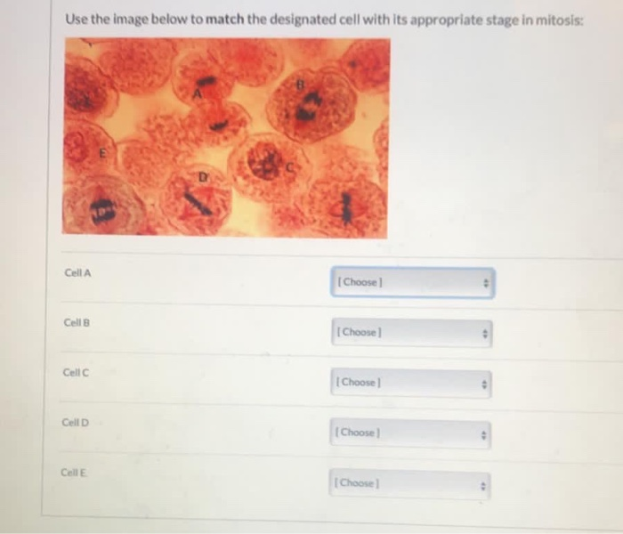 Solved Use the image below to match the designated cell with | Chegg.com