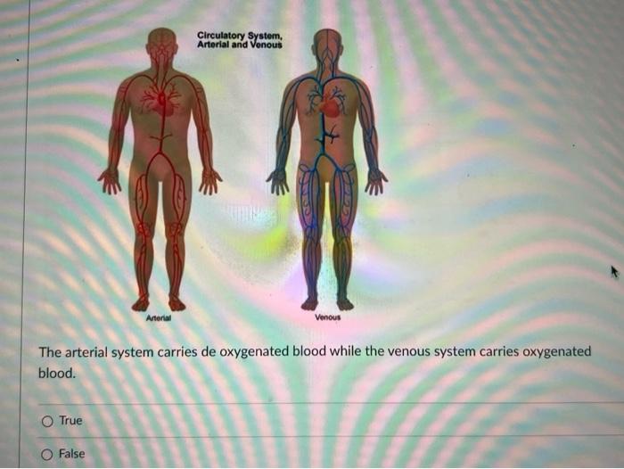 Solved Circulatory System, Arterial and Venous Arterial | Chegg.com