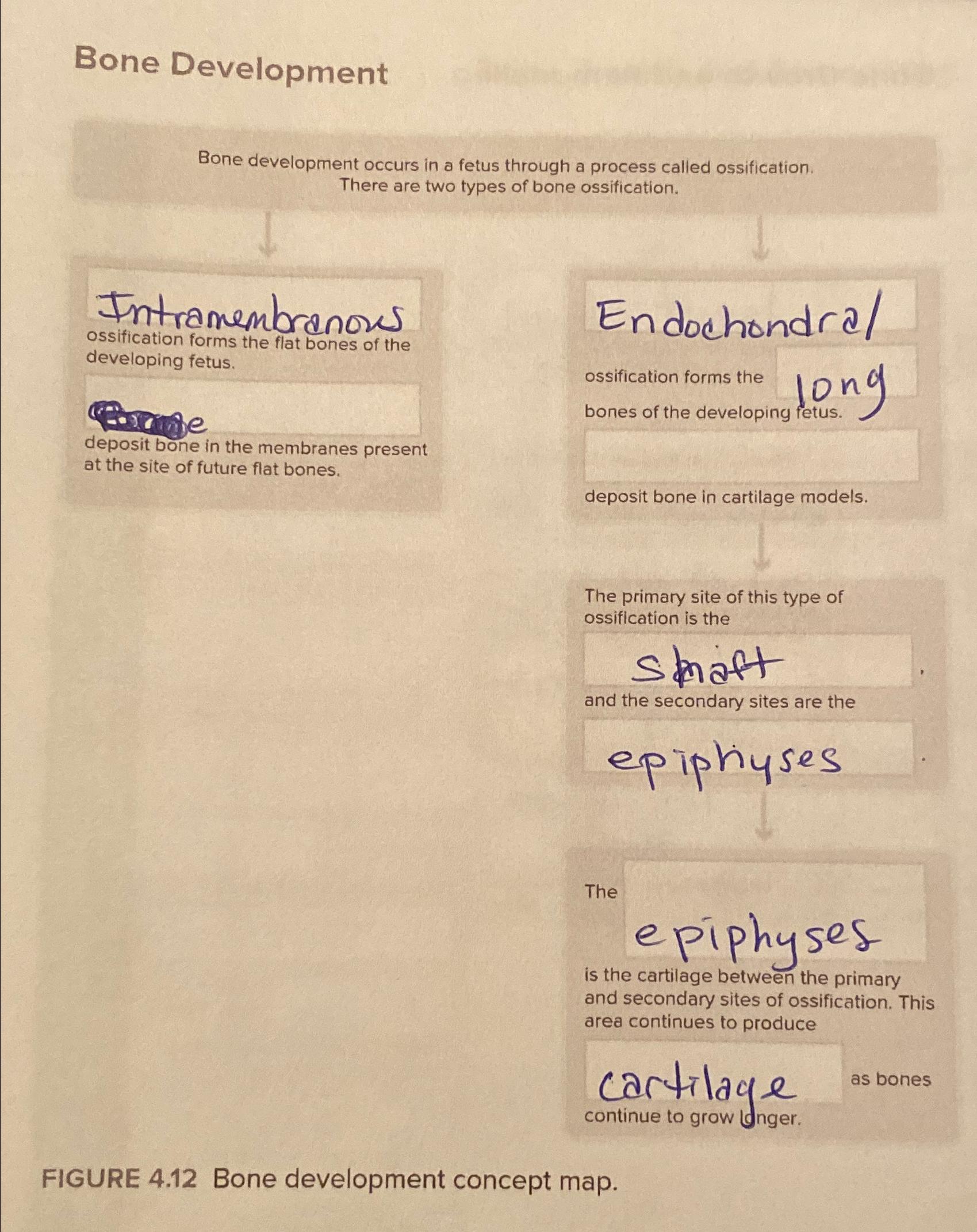 Solved Bone DevelopmentBone development occurs in a fetus | Chegg.com