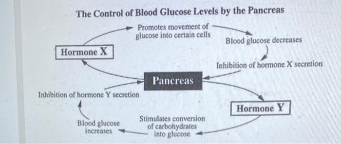 Solved The Control of Blood Glucose Levels by the Pancreas | Chegg.com