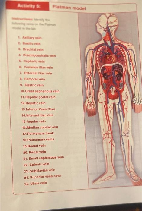 Activity: Flatman model Altry vein 2. Silvin Brachial | Chegg.com