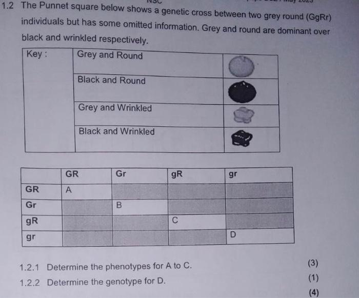 Solved 1.2 The Punnet square below shows a genetic cross | Chegg.com