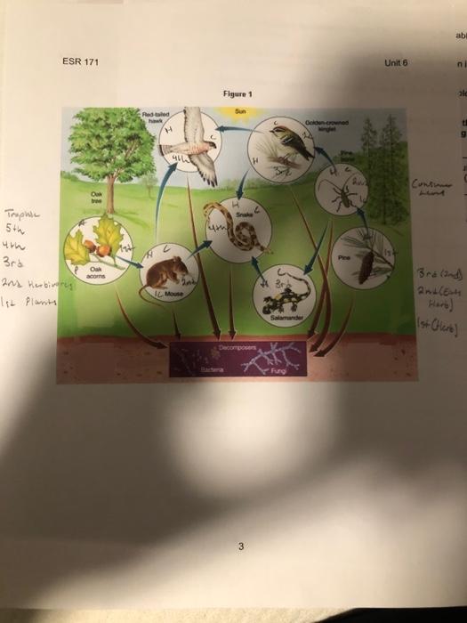 Solved FOOD WEBS Analyze the terrestrial food web | Chegg.com