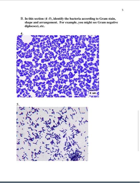 Solved B. In this section (4-5), identify the bacteria | Chegg.com