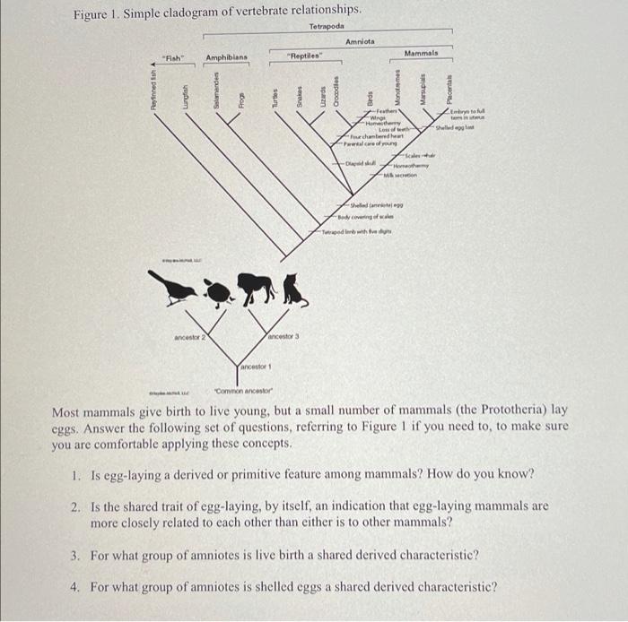Figure 1. Simple cladogram of vertebrate | Chegg.com