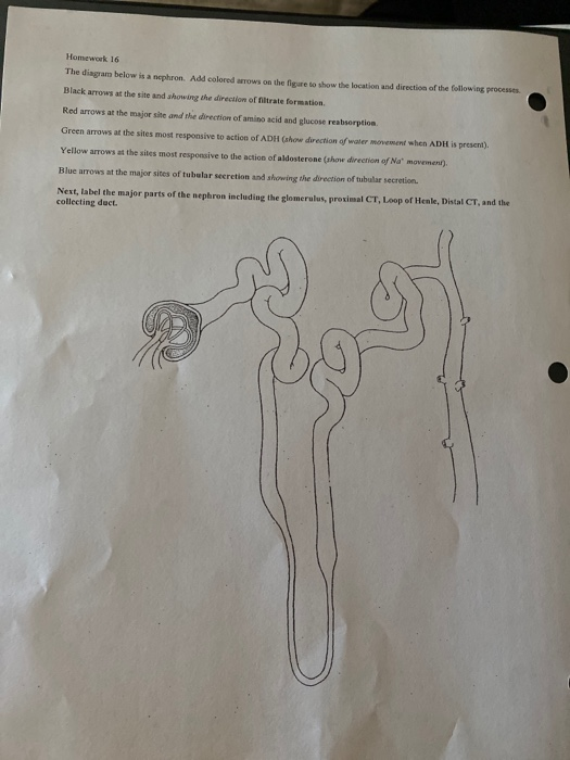 Solved Human Anatomy and Physiology Urinary System Homework | Chegg.com
