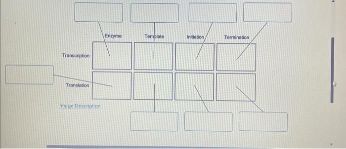 Solved DNA Promoter Stop codon mRNA Ribozyme Terminator | Chegg.com
