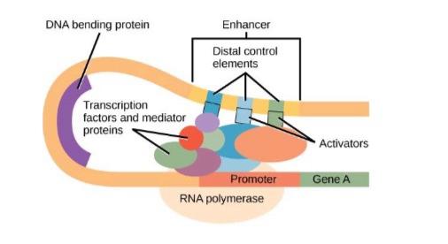 Solved 4. Examine the image of the promoter initiation | Chegg.com