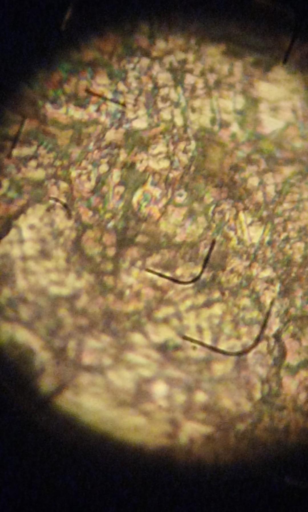 Solved Question | Chegg.com