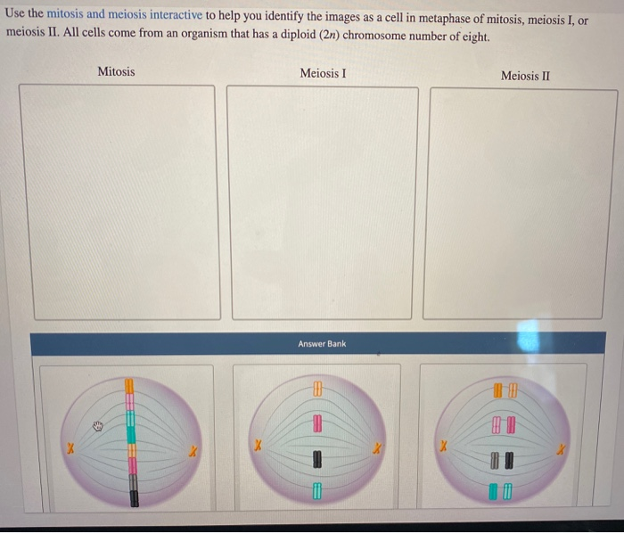 Solved Use the mitosis and meiosis interactive to help you | Chegg.com