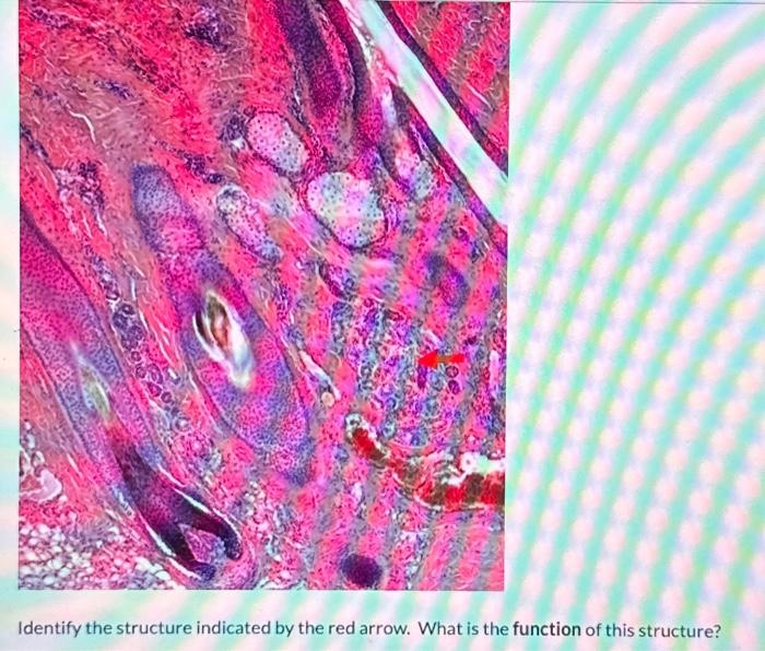 identify the structure the red arrownis pointing at. | Chegg.com