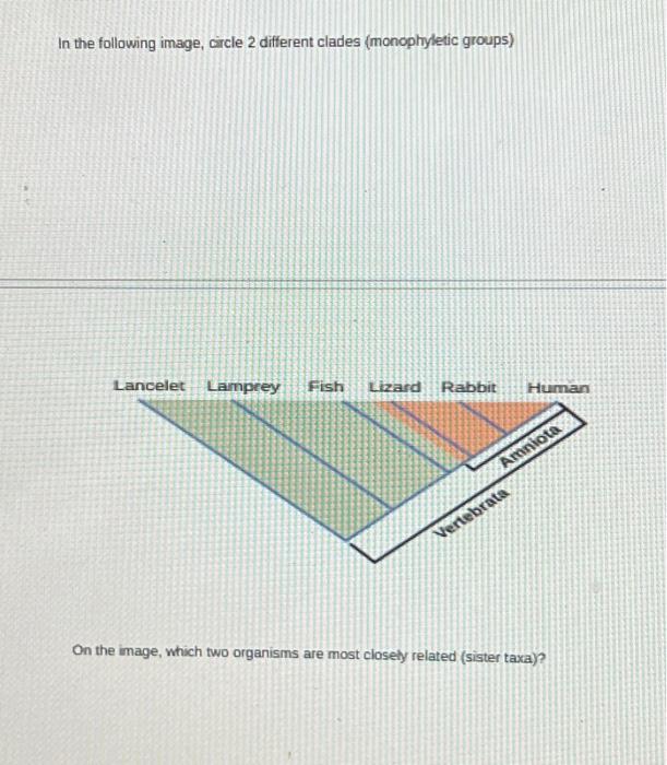 Solved In the following image, circle 2 different clades | Chegg.com