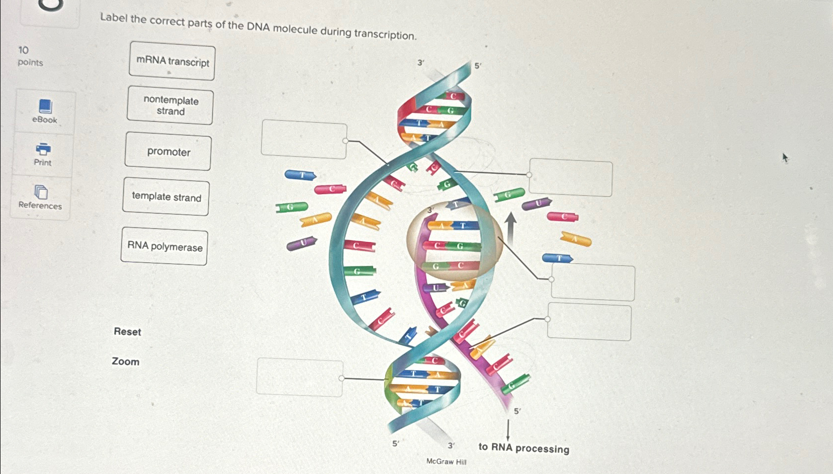 Solved Label the correct parts of the DNA molecule during | Chegg.com