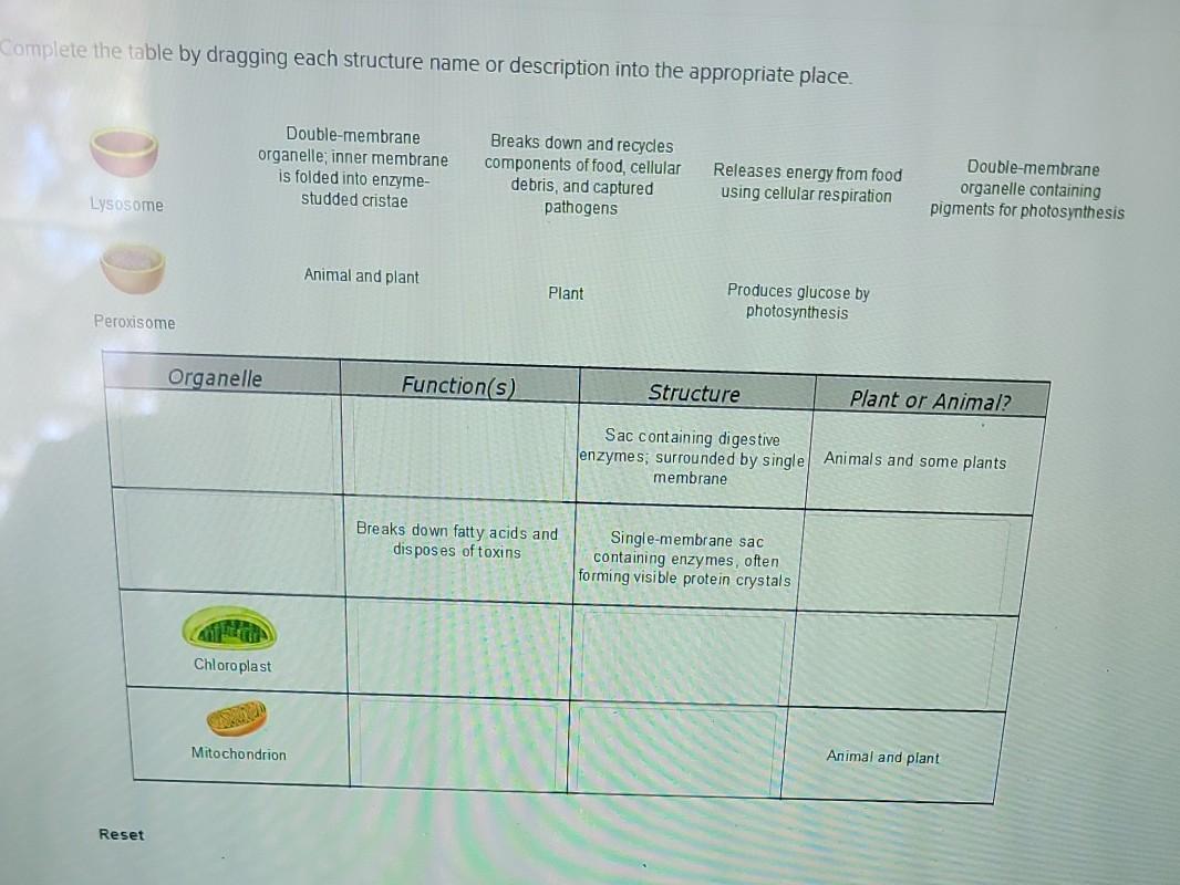 Solved Complete the table by dragging each structure name or | Chegg.com