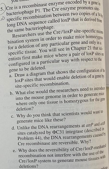 Solved 10 -5. Cre is a recombinase enzyme encoded by a gene | Chegg.com