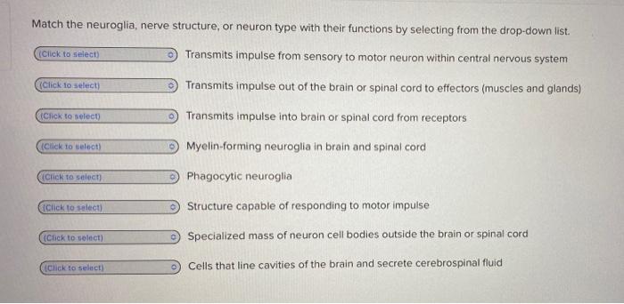 Solved Match the neuroglia, nerve structure, or neuron type | Chegg.com