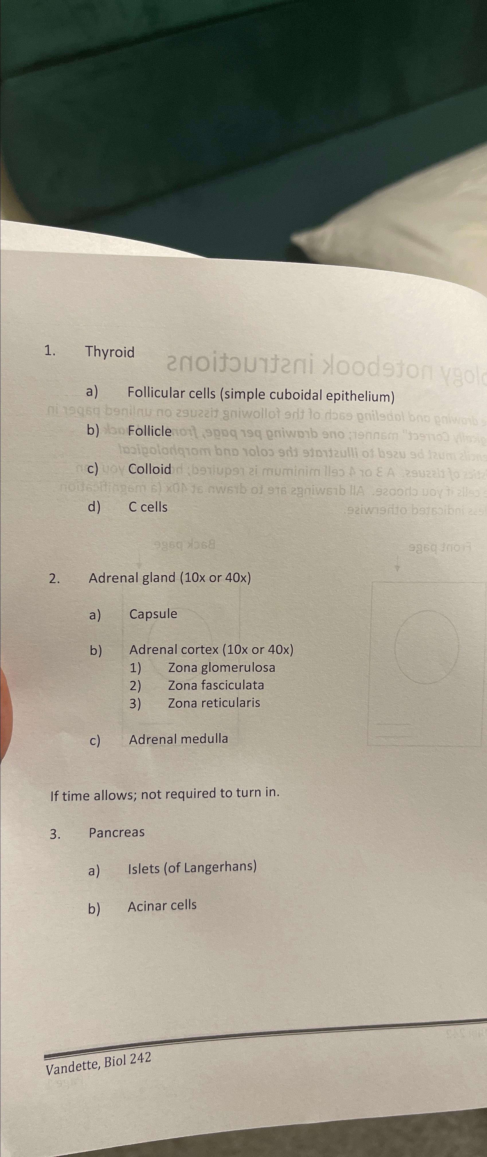 Solved Thyroida) ﻿Follicular cells (simple cuboidal | Chegg.com