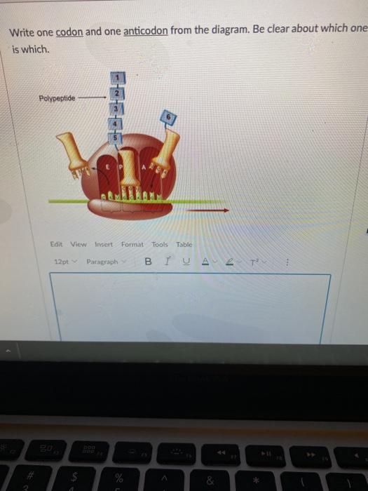 Solved Write one codon and one anticodon from the diagram. | Chegg.com