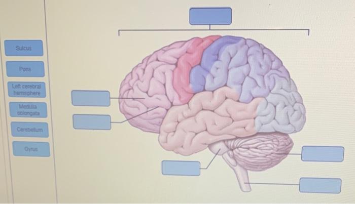 Solved Sulcus Pons hemisphere Med solongate Cerbum Oy - | Chegg.com