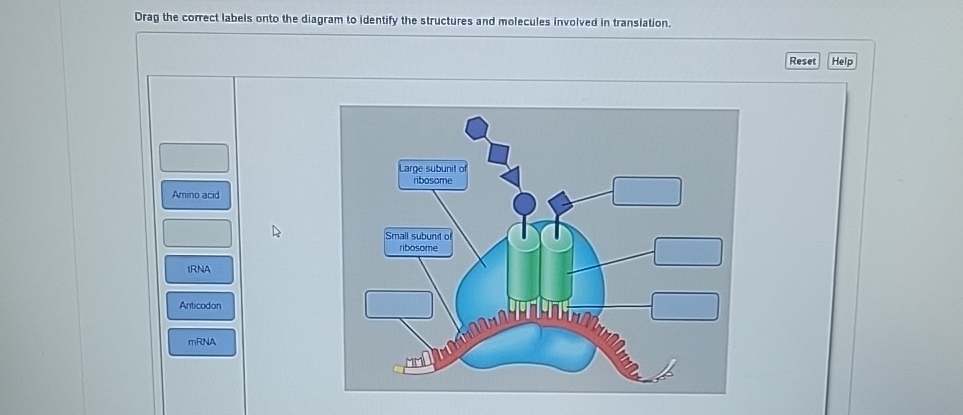 Solved Drag the correct labels onto the diagram to identify | Chegg.com