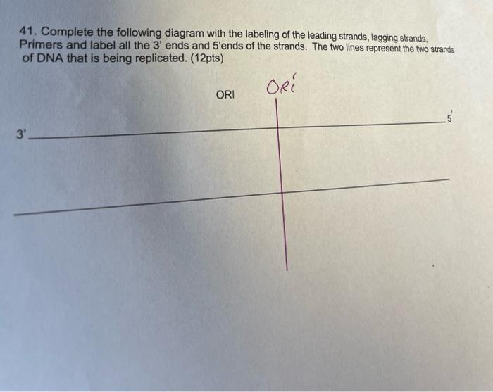 Solved 41. Complete the following diagram with the labeling | Chegg.com