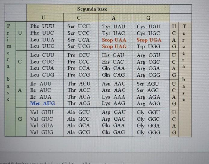 Solved Determine the amino acid sequence based on the | Chegg.com