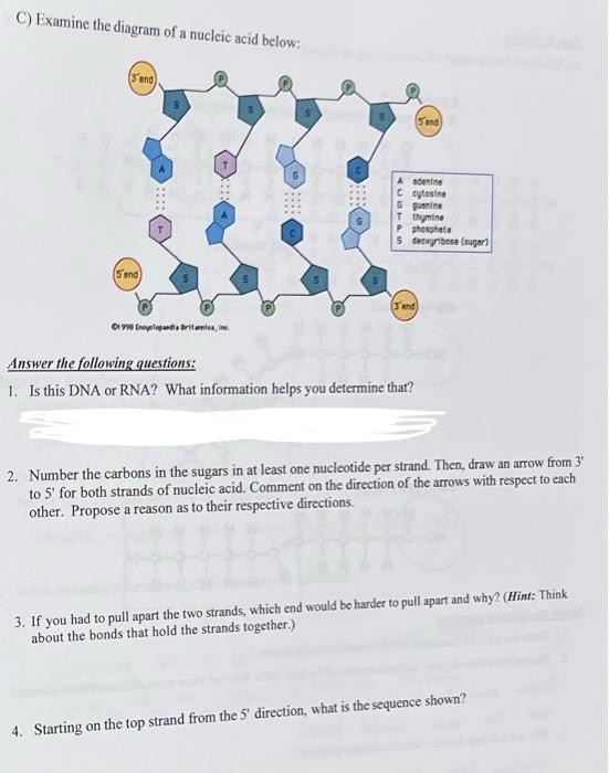 Solved C) Examine the diagram of a nucleic acid below: | Chegg.com
