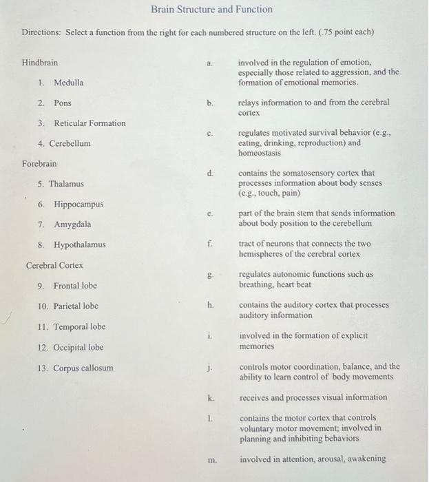 Solved Brain Structure and Function Directions: Select a | Chegg.com