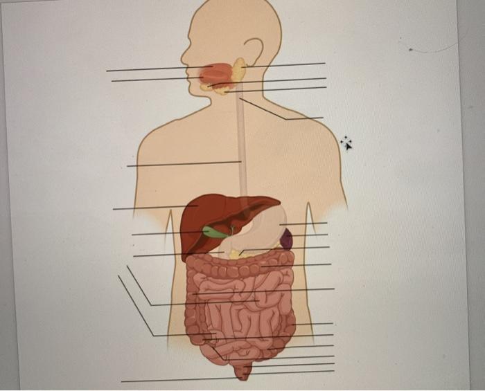 Solved label the digestive tract | Chegg.com