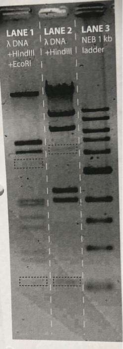 Solved label the sizes of each band from the digestion of | Chegg.com