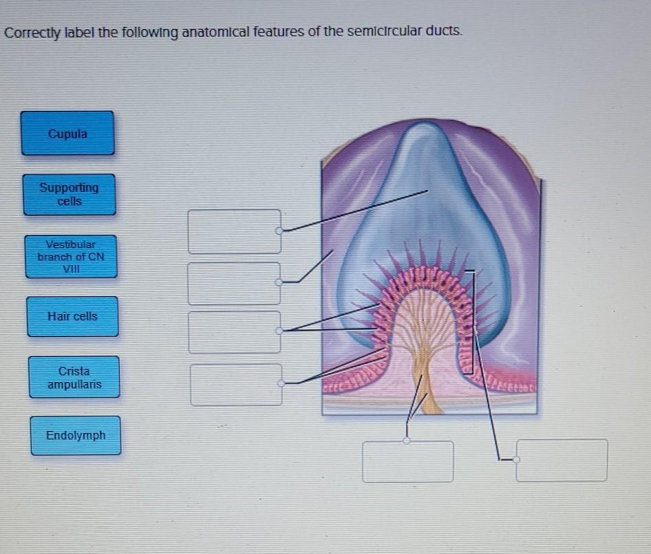 Solved Correctly label the following anatomical features of | Chegg.com