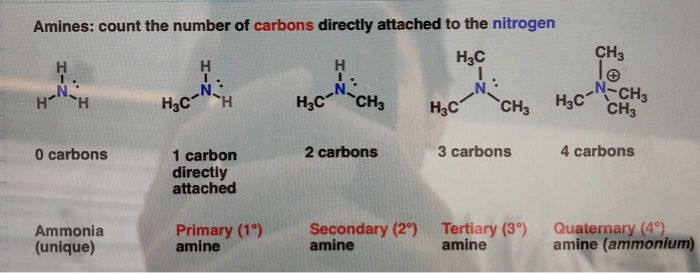 Solved H3c--CH3 Amines: count the number of carbons directly | Chegg.com
