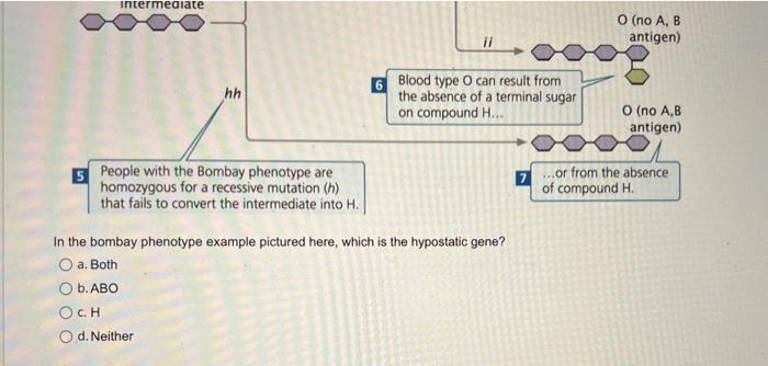 [Solved]: In the bombay phenotype example pictured here, wh