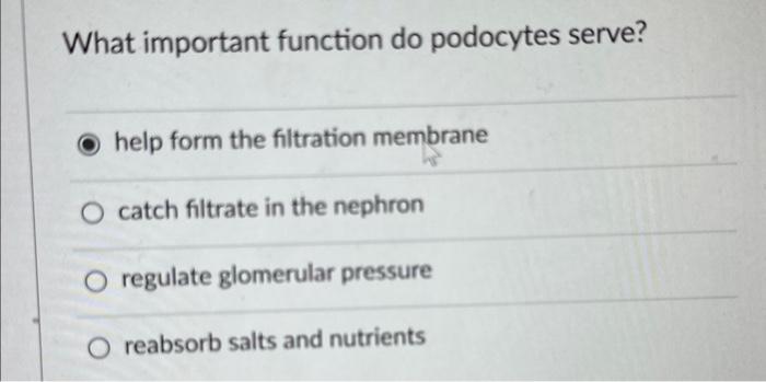Solved What important function do podocytes serve? help form | Chegg.com