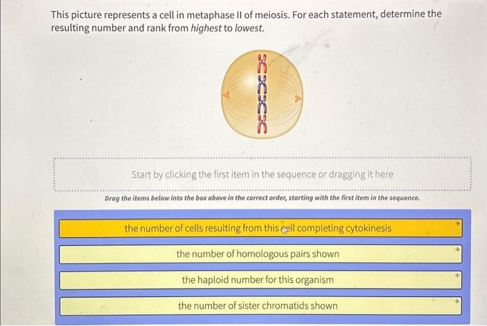 Solved This picture represents a cell in metaphase II of | Chegg.com