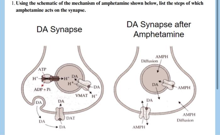Solved 1. Using the schematic of the mechanism of | Chegg.com